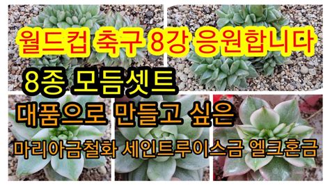 12월 5일 월드컵 8강을 기원합니다 8종모듬셋트 대품으로 만들고 싶은 마리아금철화 세인트루이스금 엘크혼금 Youtube