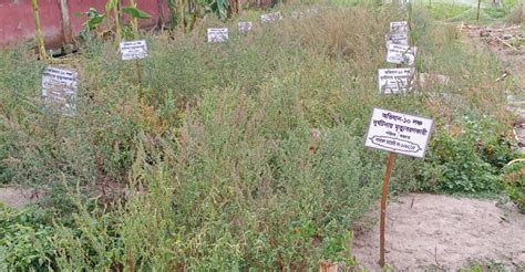 অভিযান ১০ লঞ্চ অগ্নিকাণ্ড একবছরেও খবর মেলেনি ৯ মরদেহের