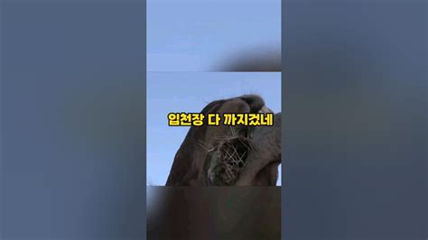 선인장을 잘근잘근 씹어먹는 Youtube