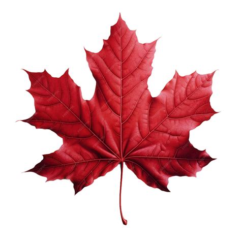 Premium Ai Image Red Maple Leaf Isolated On White