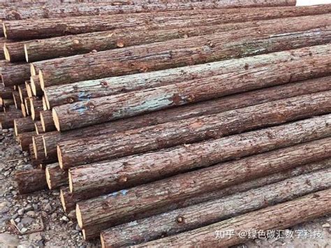 中央基建投资 国家储备主要树种和树种组 知乎