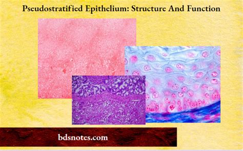 Pseudostratified Epithelium Sturcture And Function Bds Notes