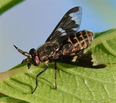 Chrysops Virgulatus Bugguidenet