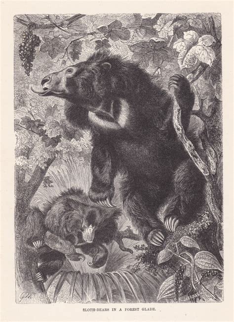 1893 Antique Sloth Bear Original Print Chromolithograph German