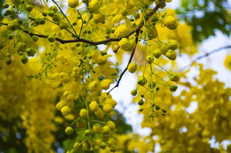 Care And Cultivation Of The Golden Shower Tree Laburnum Anagyroides