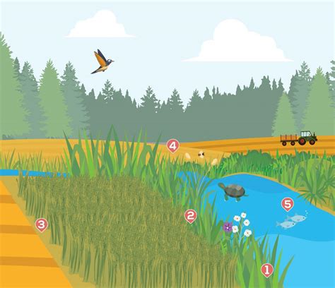 Stoodley Farm Grass Buffer Project South Nation Conservation Authority