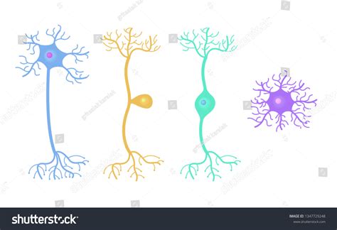 Neuron Cell Vector Stock Vector Royalty Free 1347729248 Shutterstock