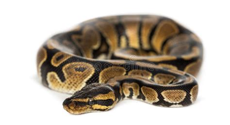 Royal Python Python Regius Isolated Stock Image Image Of White Snake