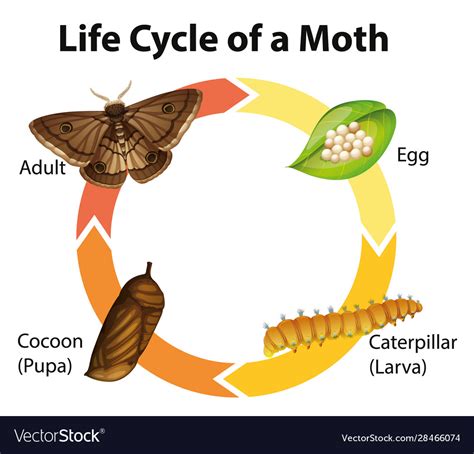 Moth Life Cycle