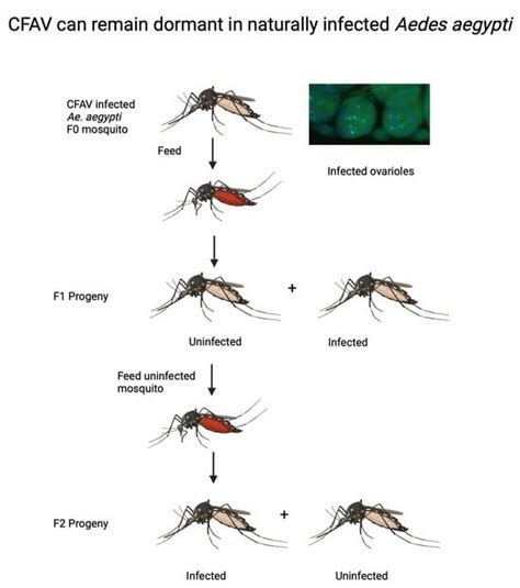 Viruses Free Full Text Transovarial Transmission Of Cell Fusing