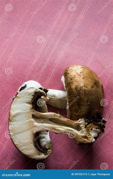 Mushroom Macro Cross Section Inside And Outside On Pink Background