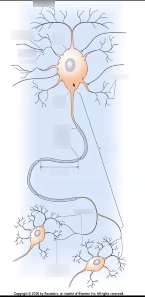 Module 6 Structure Of A Typical Neuron Diagram Quizlet