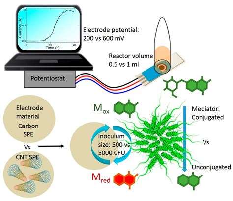 Parameter Selection For A Microvolume Electrochemical Escherichia Coli