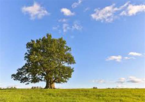 When A Tree Should Be Removed Precision Cutting Services Ct