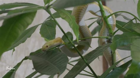 Video Siddiqur Rahman On Linkedin Client Work