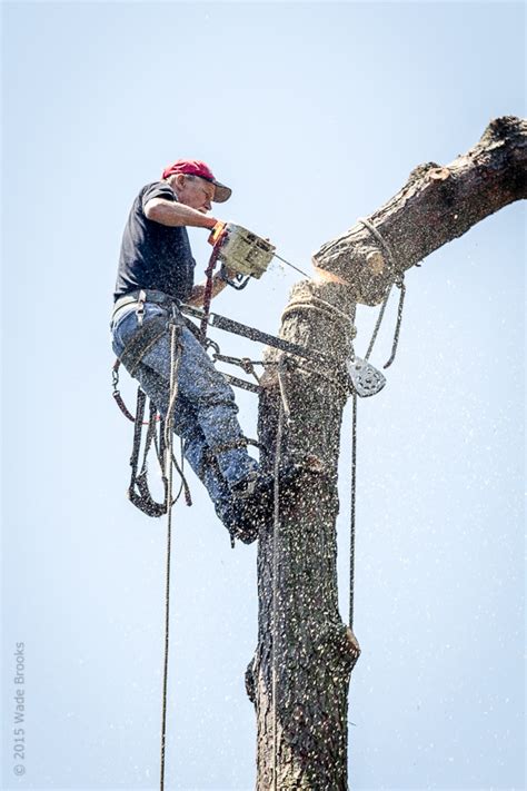 Evolution Of The Tree Trimmer Image