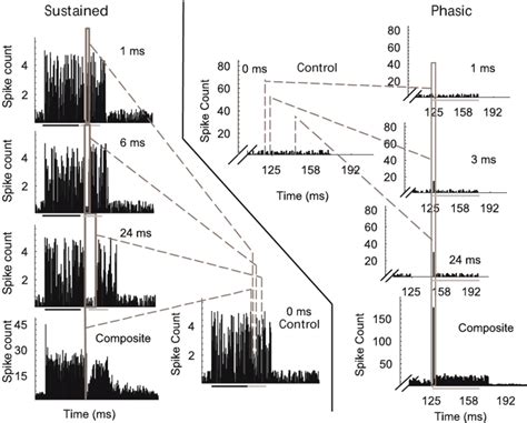 An Example Of The Composite Post Stimulus Time Histogram Download Scientific Diagram