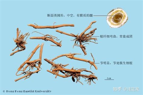 中药学白前降气化痰止咳用于咳嗽痰多气喘该品性微温而不燥烈长于祛痰降肺气以平咳喘无论属寒属热外感内伤新嗽久咳均可用之