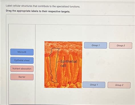 solved label cellular structures that contribute to the