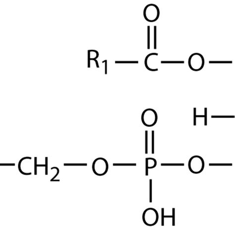 Structure Of Phosphatidylcholine Download Scientific Diagram