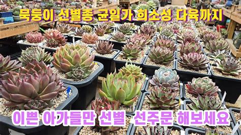 이삐다육 이쁜아가들 최대 80 할인판매 명절 후유증을 날려버릴 선별종 창다육 묵둥이 귀둥이 선별 창 달콤한총각다육 이삐다육 Youtube