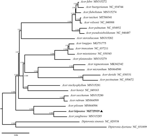 The Maximum Likelihood ML And Bayesian Inference BI Tree Of 25