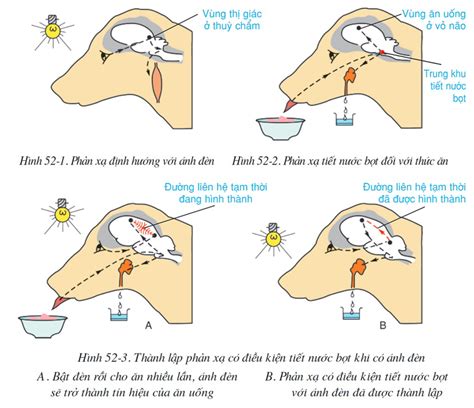 Phản xạ có điều kiện là gì Khám phá cơ chế và ứng dụng thực tiễn