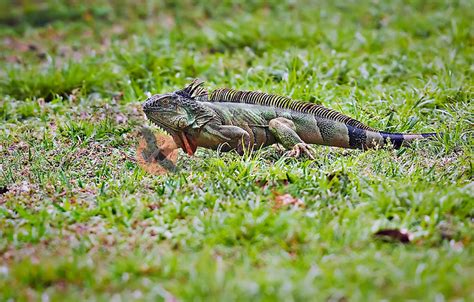 Man Vs The Pythons Cr4 Discussion Thread