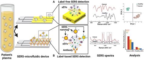Gold And Silver Nanoparticles For Sers Applications Cd Bioparticles