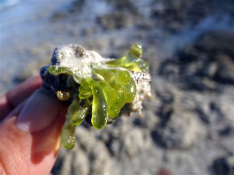 170 Questions With Answers In Green Algae Science Topic