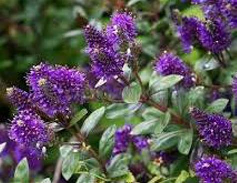 Hebe Franciscana Blue Gem Wholesale Nursery Nurseries In Melbourne Sydney Brisbane