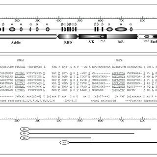 HAP Structural Features A Schematic Diagram Highlighting Structural Download Scientific