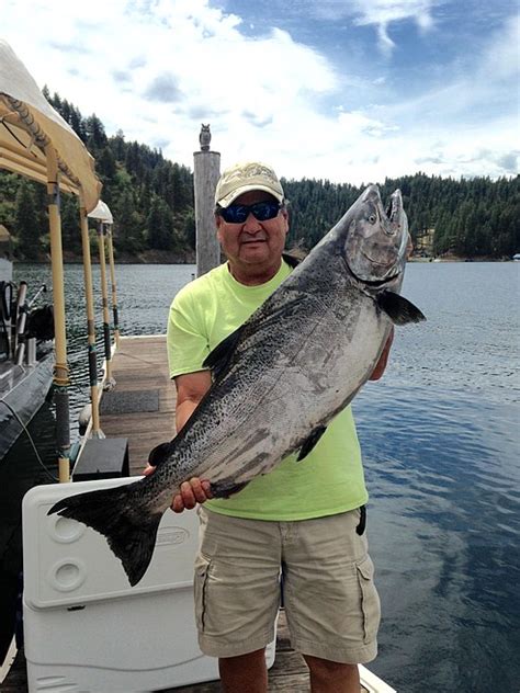 Man Catches Largest Chinook Salmon Recorded At Lake Cda Since 1994