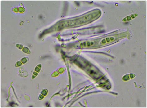 Lichen Anisomeridium Biforme