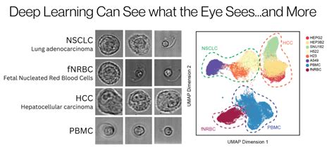 Bringing High Dimensionality To Single Cell Morphology Deepcell