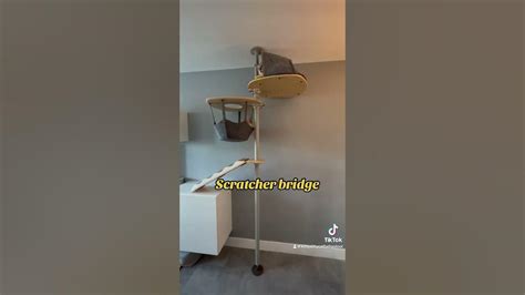 Catbehaviorist Catbehavior101 Feline Omletuk Catbehavior