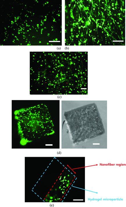 Application Of Hydrogel Entrapped Nanofiber To Cell Encapsulation A Download Scientific