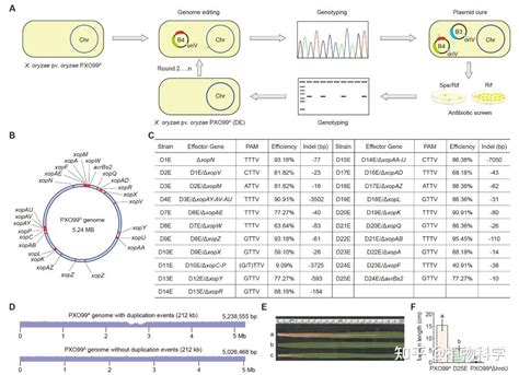 Plos Pathogens 中国农科院植保所实现植物病原细菌基因组编辑的突破 知乎