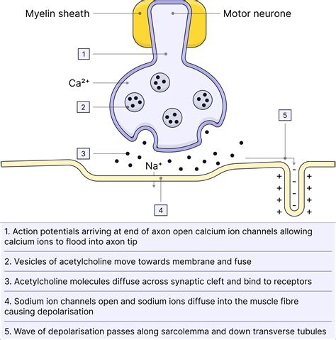 Neuromuscular Junctions And Comparisons To Synapse Aqa A Level Biology
