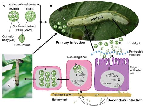Baculoviruses Are Pathogens That Attack Insects And Other Arthropods At
