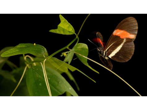 Is Evolution Predictable Smithsonian Institution