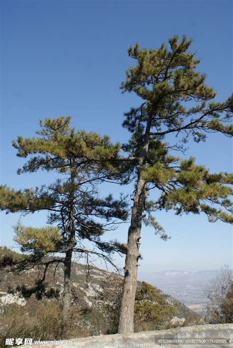 路边的松树摄影图 自然风景 自然景观 摄影图库 昵图网