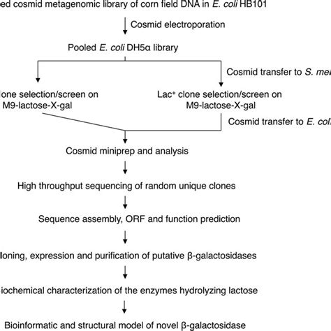 Functional Metagenomics Selection Screen And Characterization Of Novel Download Scientific