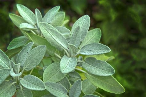 What Is Sage Recette Magazine