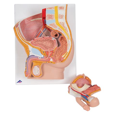 Male Reproductive System Model Labeled