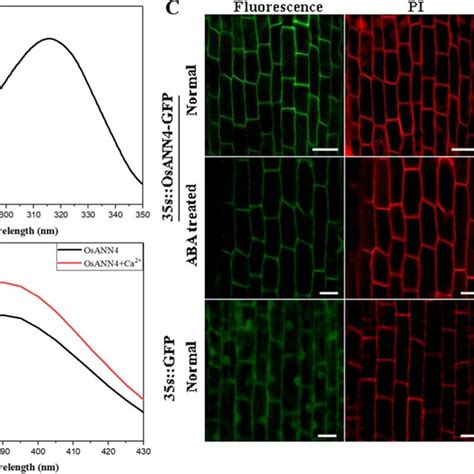 Analysis Of The Subcellular Localization And Ca²⁺ Binding Download