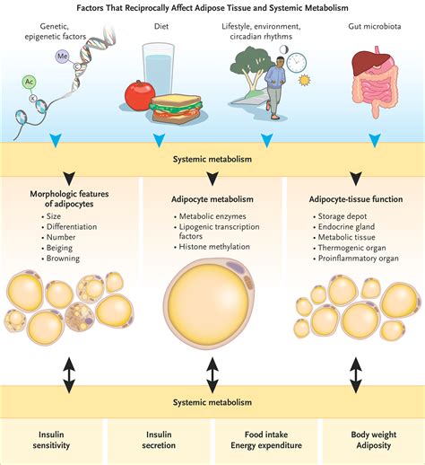 Adipocyte Regulation Of Insulin Sensitivity And The Risk Of Type 2