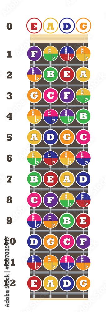 Bass Guitar Fretboard Colored Notes Whole Note Names And Sharp And Flat
