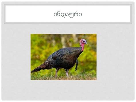 შინაური ცხოველები