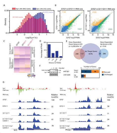 Elevated Sp1 Levels Rescue A Subset Of Htt 111q Dose Dependent